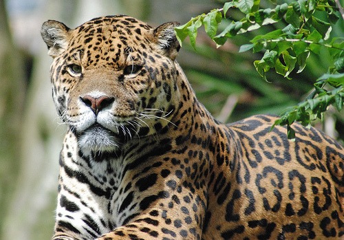 Explore the unexplored beauty of Nagaland.