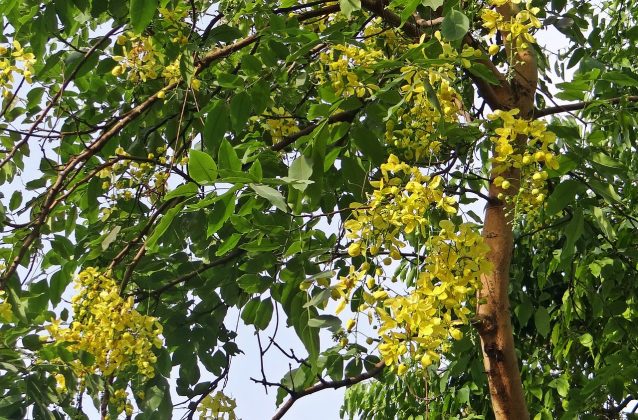 Amaltas - The Forgotten Tree﻿