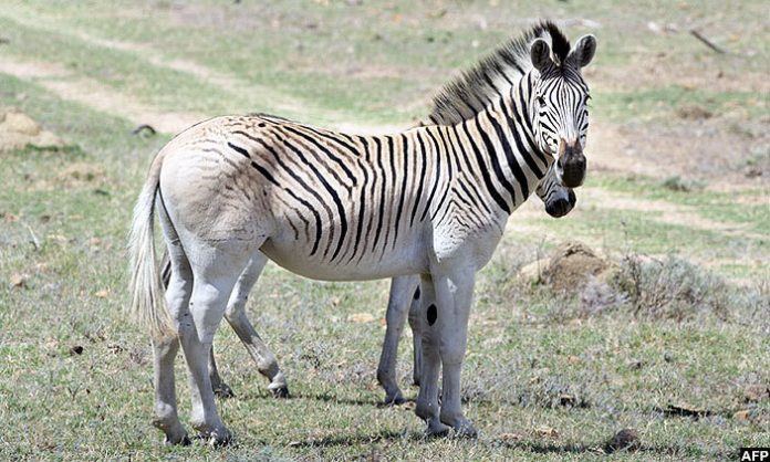 7 most famous extinct species that may come back to Earth once again