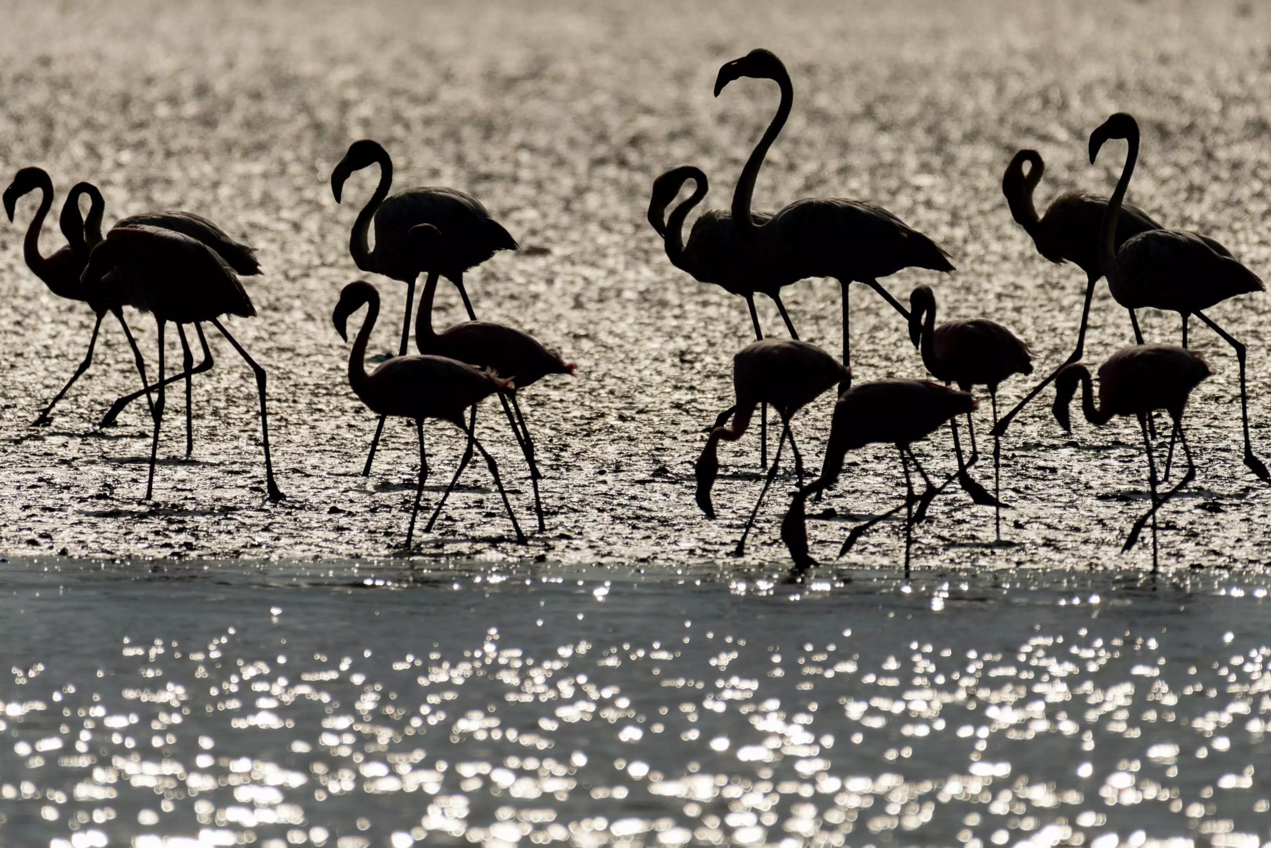 Top 5 places in Maharashtra to spot Iconic Flamingos