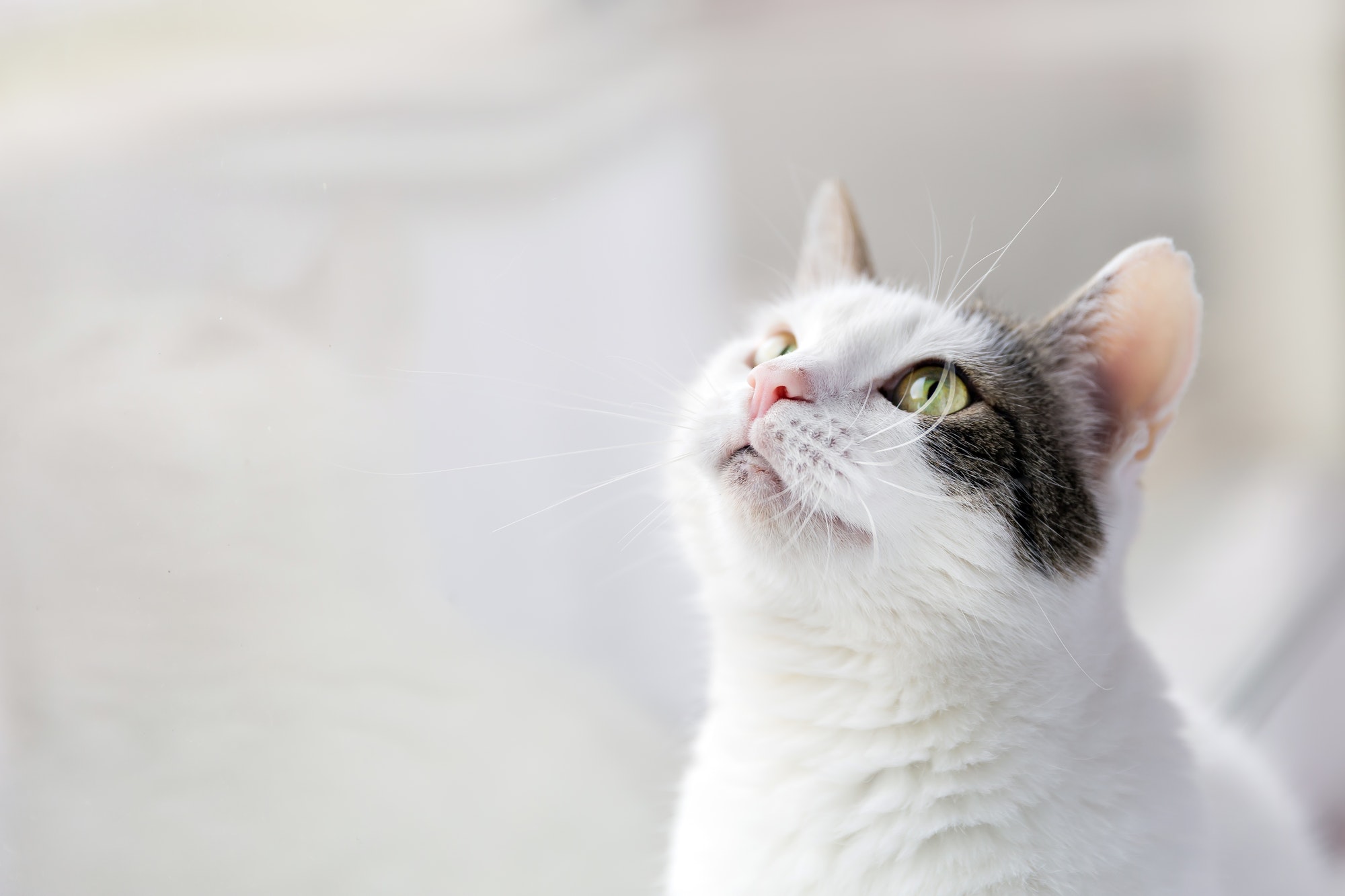 Why Should You Pet a Cat? Why Should You Pet a Cat? Buddymantra