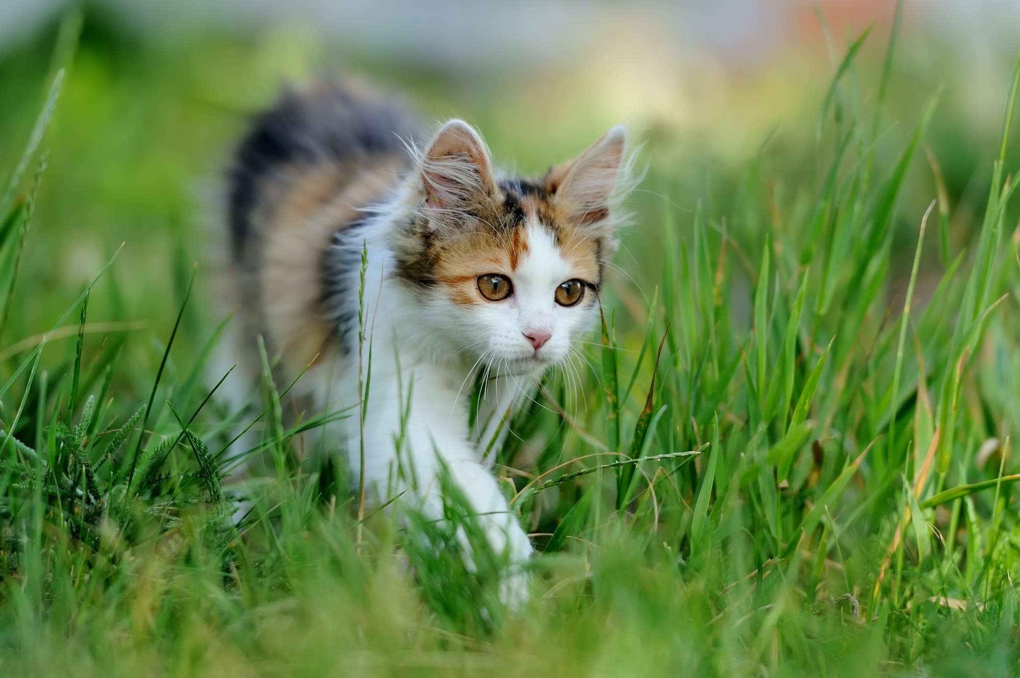 Why Should You Pet a Cat? Why Should You Pet a Cat? Buddymantra