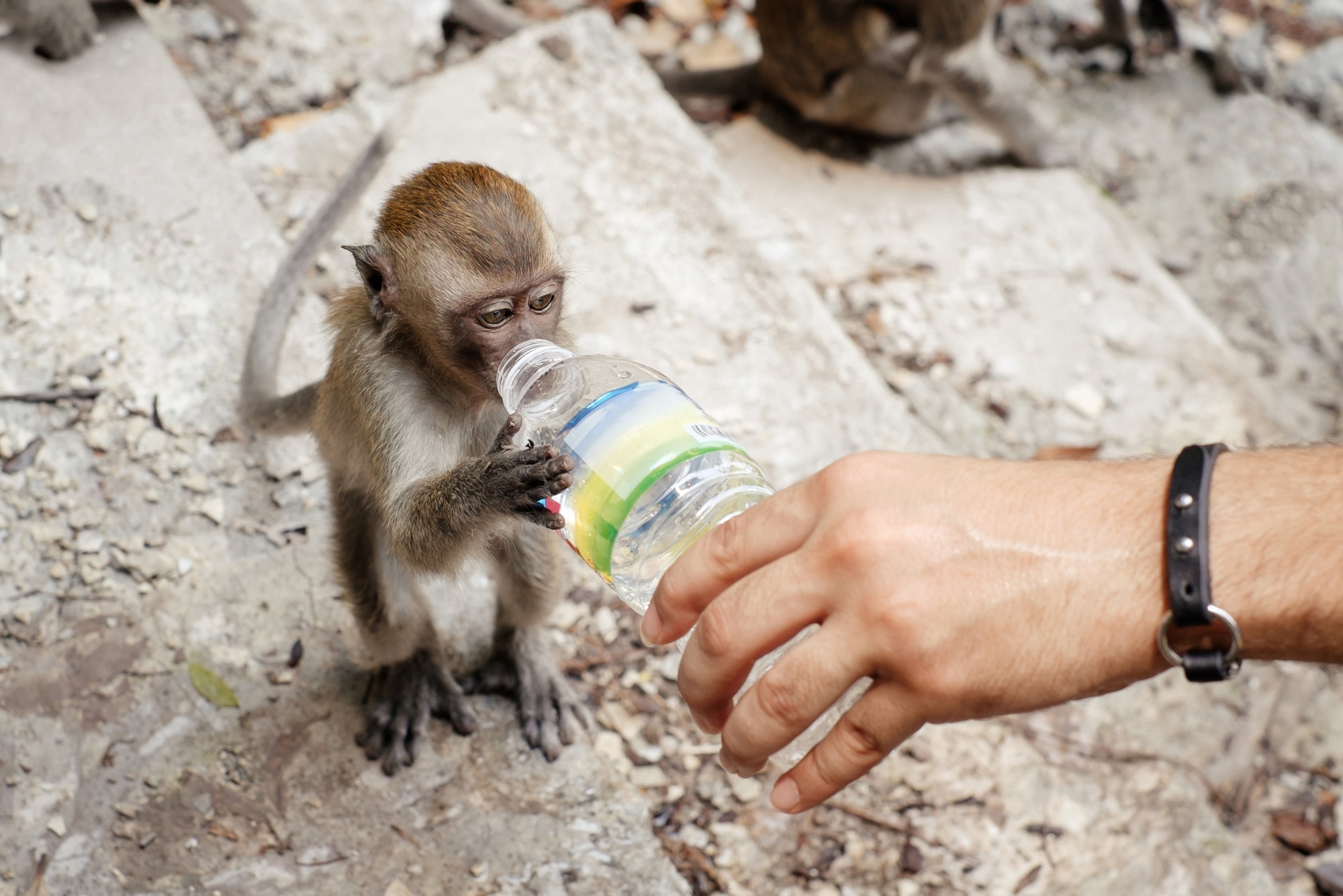 Top 20 Animal Rights Activists