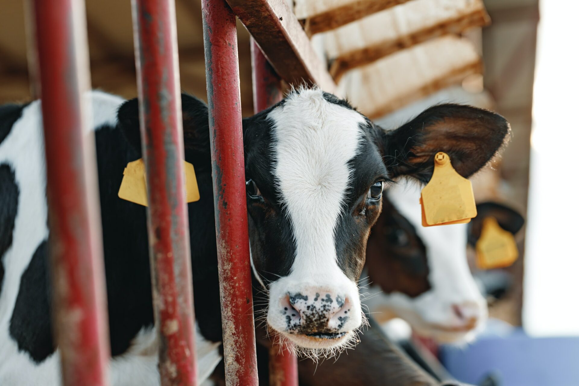 What is veal and why is it unethical to use it?