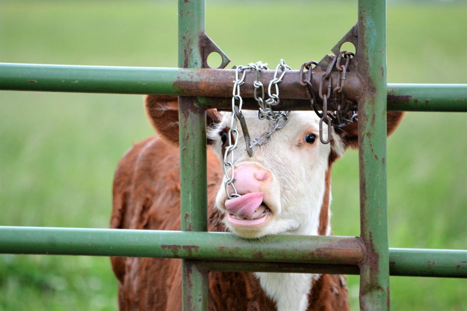What is veal and why is it unethical to use it?