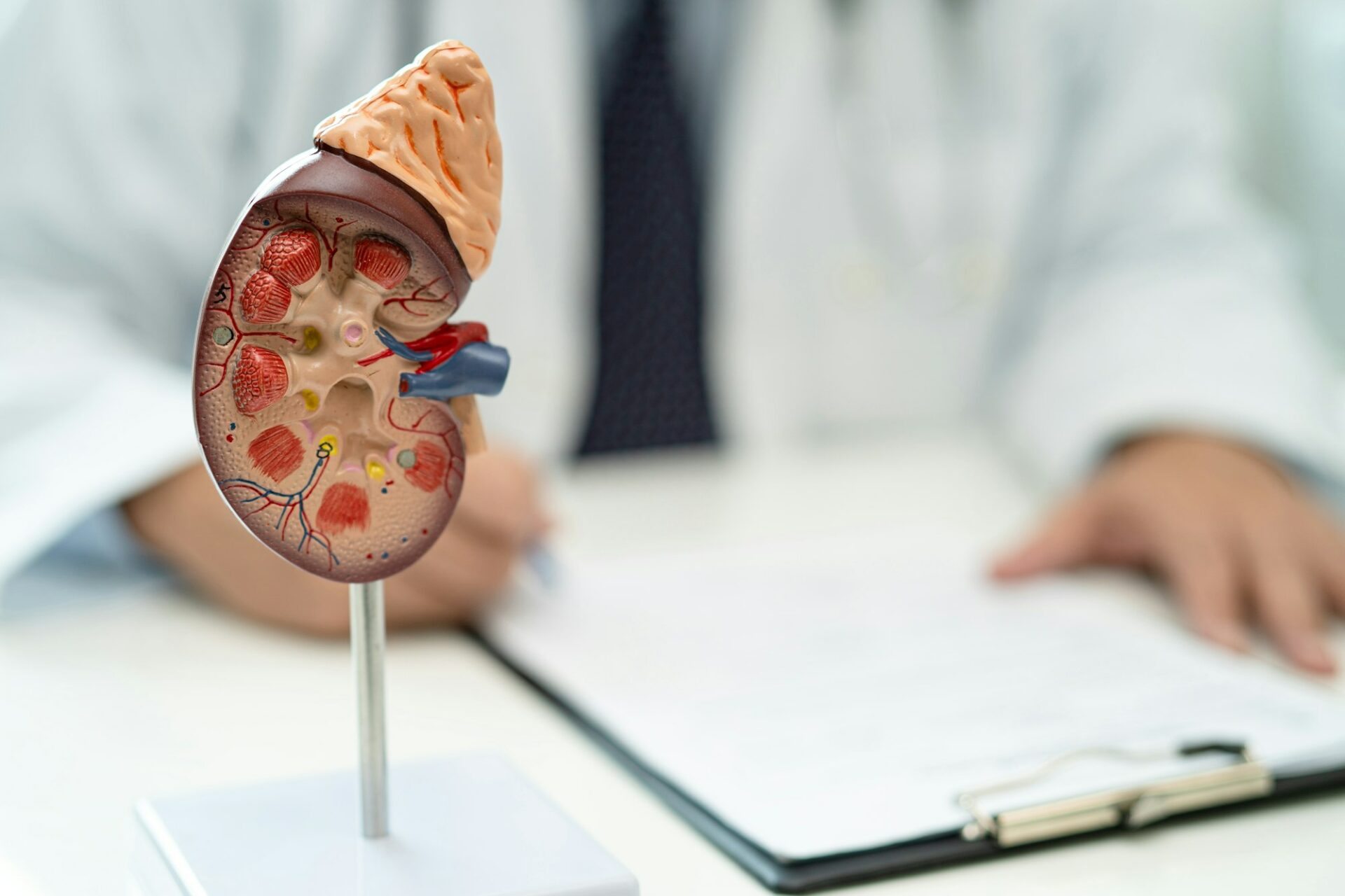 From Salt Intake to Hydration: Lifestyle Factors That Affect Kidney ...